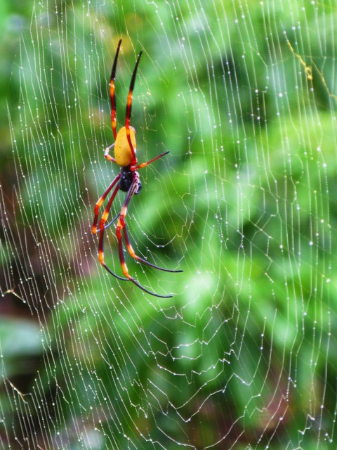 Blake and Deb in Fiji: Fiji Critter Profile - Spiders